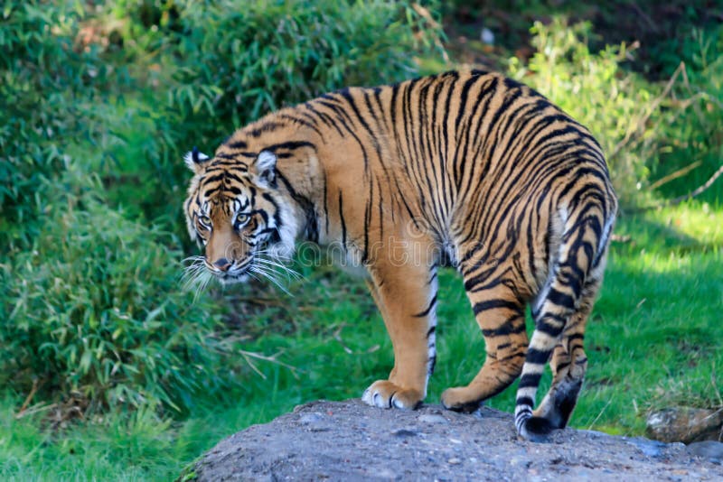 Tiger Standing Up Stock Photos - Download 170 Royalty Free Photos