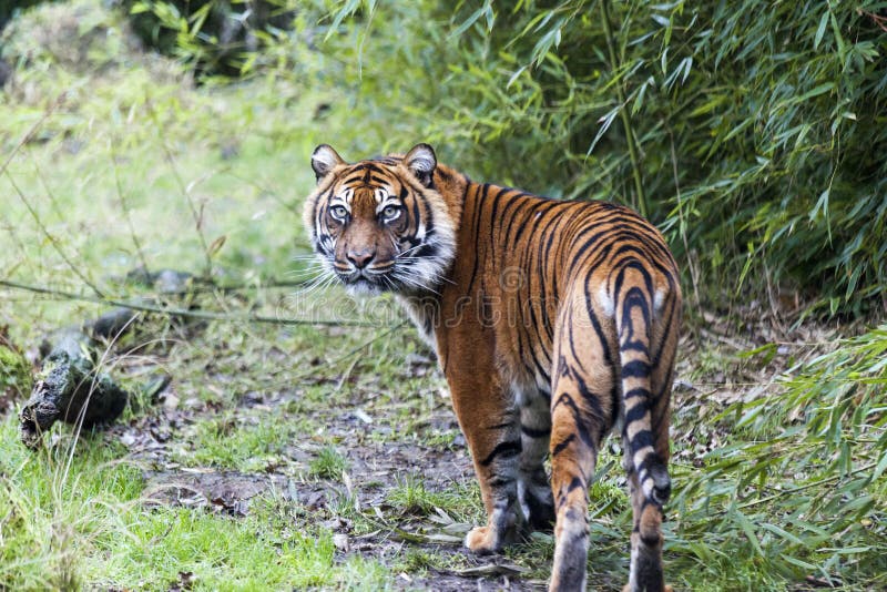Large Tiger in the Wild is on the Hunt. Stock Photo - Image of portrait ...