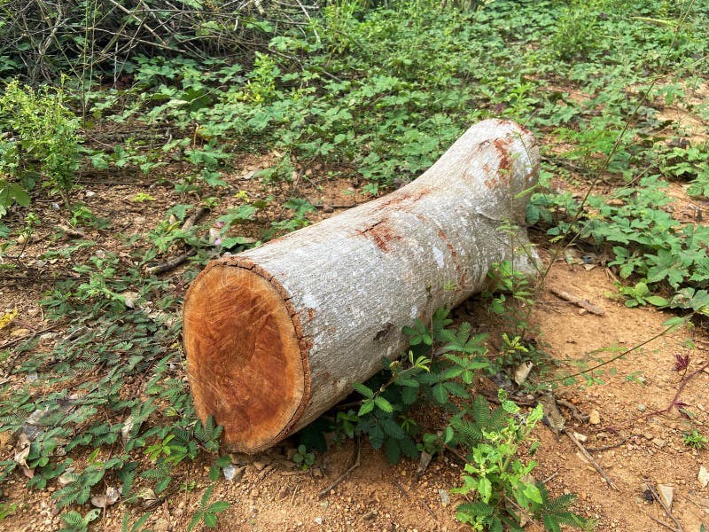 Large timber stock image. Image of nature, natural, rural - 300029455