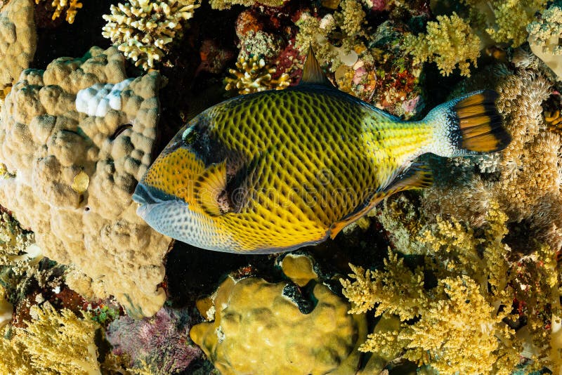 Large Titan Triggerfish Fish Stock Image - Image of travel, daedalus ...