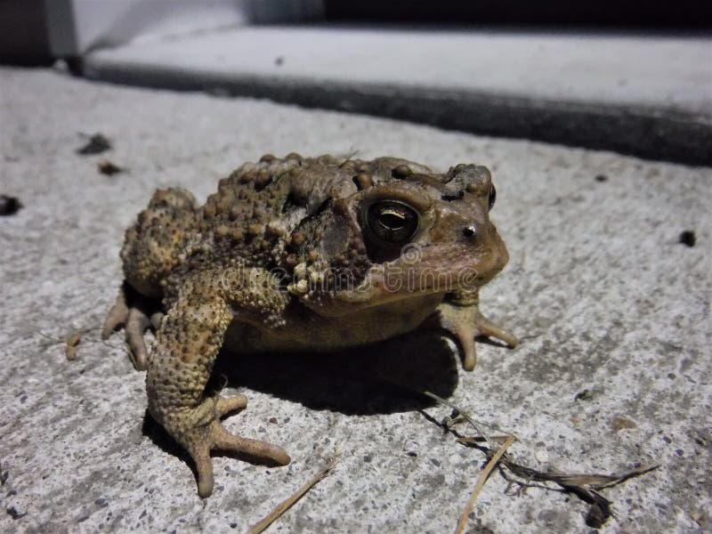 A Large Toad Hunting for Insects at Night Stock Photo - Image of ...