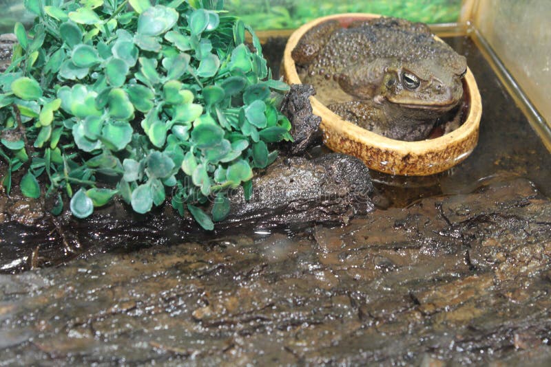 Large toad stock image. Image of large, toad, view, skin - 99707509