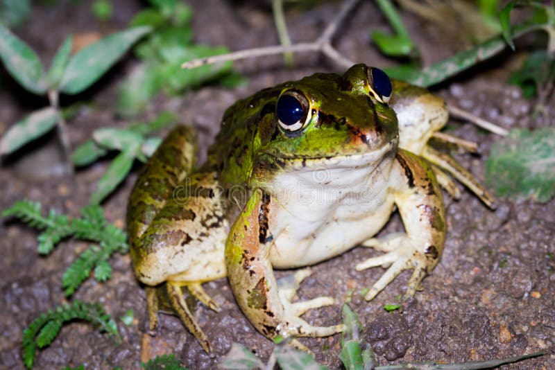 Large toad stock image. Image of jungle, looking, toad - 35932549