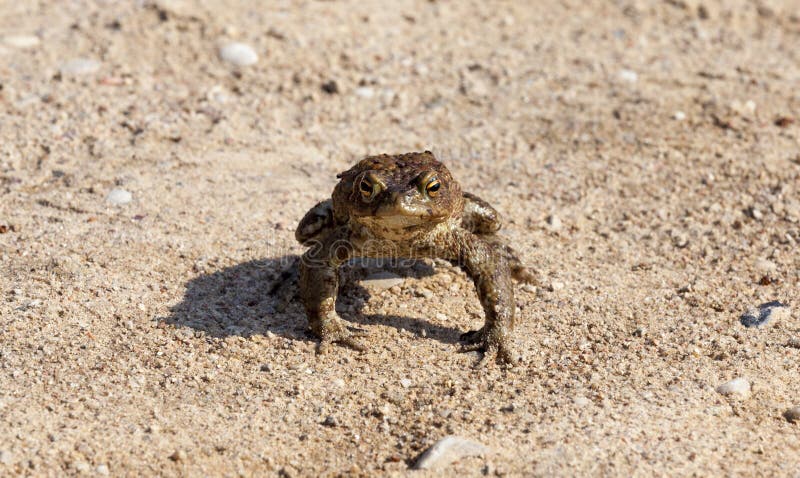 A Large Toad Peeps Out of the Surface Stock Image - Image of animal ...