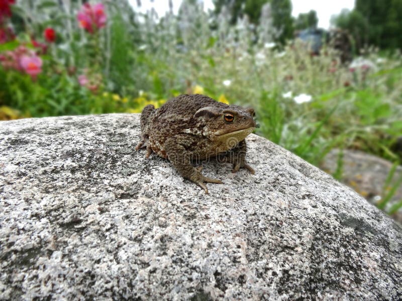 Large toad on a stone stock photo. Image of close, rough - 202345646