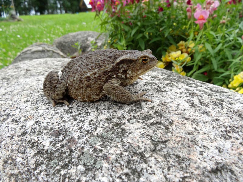Large toad on a stone stock image. Image of flower, bufo - 202345633
