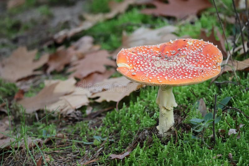 Large Toadstool in the Moss Stock Photo - Image of muscaria ...