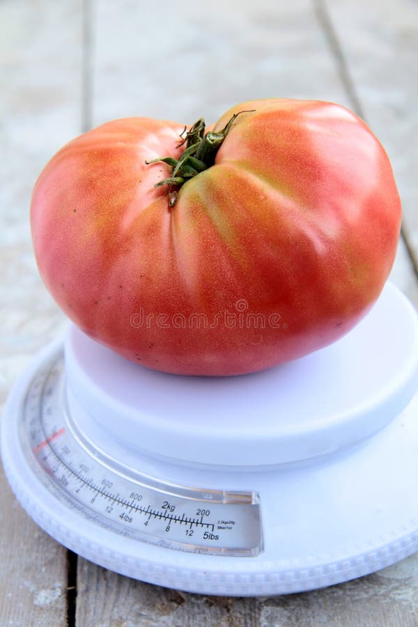 Large tomato stock photo. Image of gourmet, organic, abundance - 15943782
