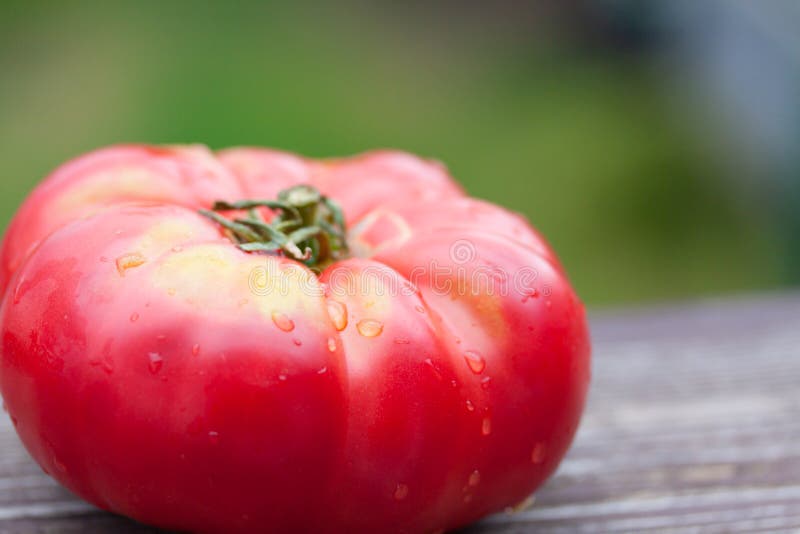 Large tomato stock photo. Image of vegetable, bull, tomato - 45176962