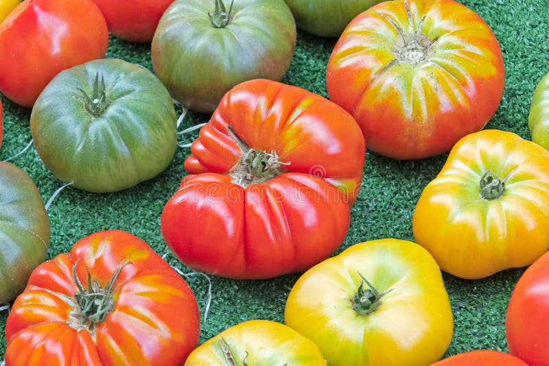 Tomatoes of Different Colors Stock Image - Image of agriculture ...