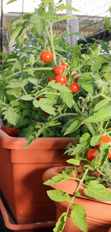 Large Tomatoes in the Urban Garden with Pots Stock Image - Image of ...