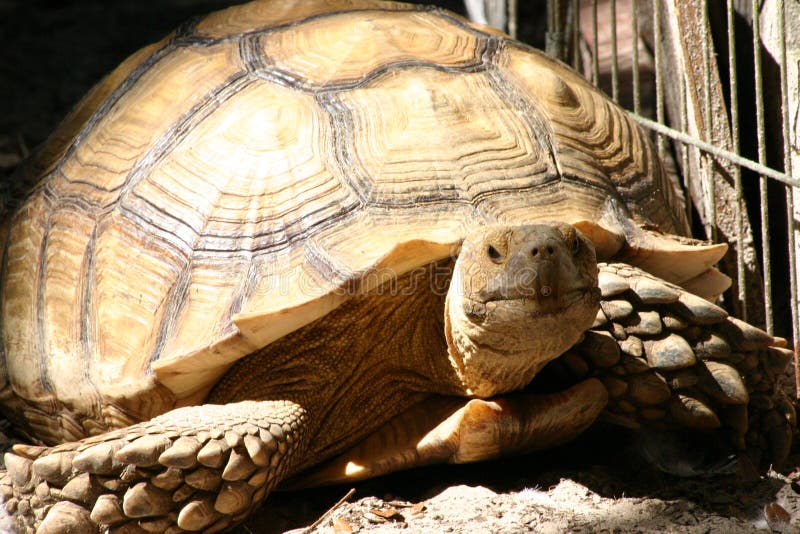 Tortoise enjoying the sun stock photo. Image of tortoise - 60880500