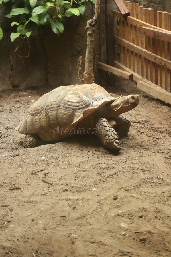 A Large Tortoise Walking Slowly on the Ground Stock Photo - Image of ...