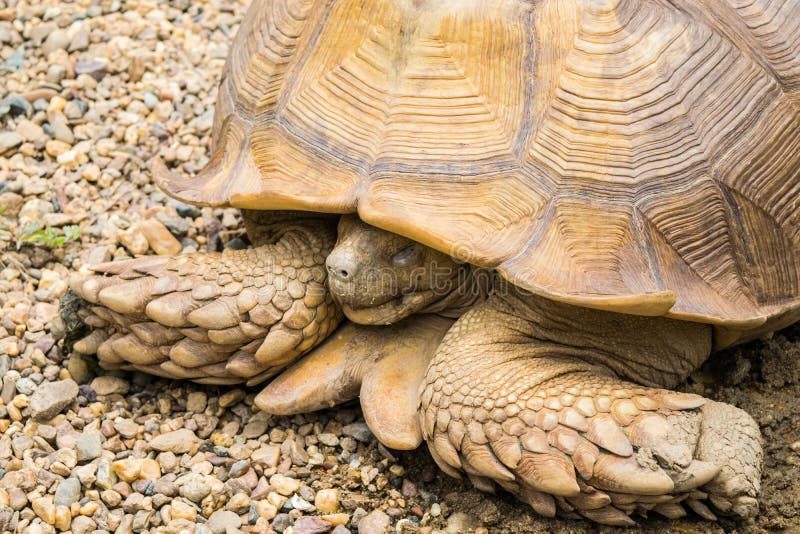 Large Tortoises are Sleeping Stock Photo - Image of tortoise, carapace ...