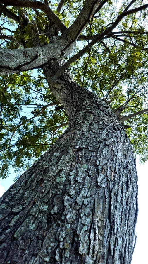 Large Towering Tree with Lush Green Foliage Stock Image - Image of ...