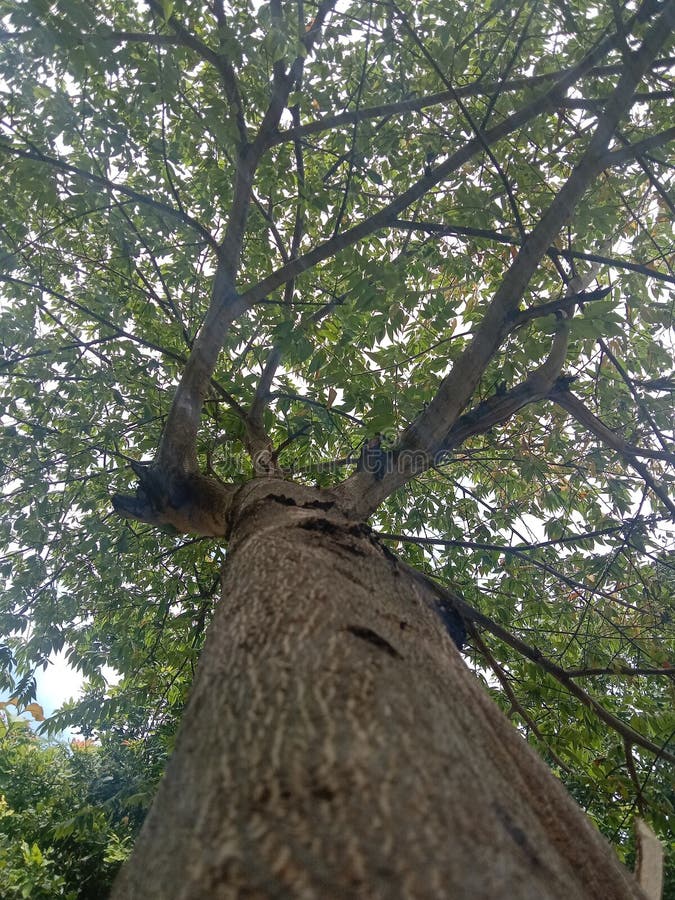 A Large, Towering Tree that is Shady for Shade during the Day Stock ...