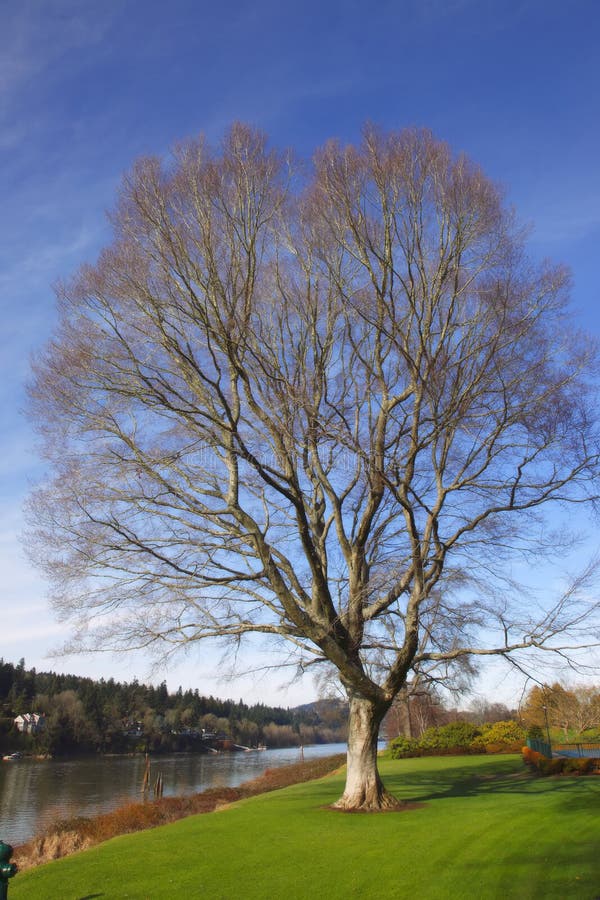A large tree. stock image. Image of north, morning, riverside - 12765205