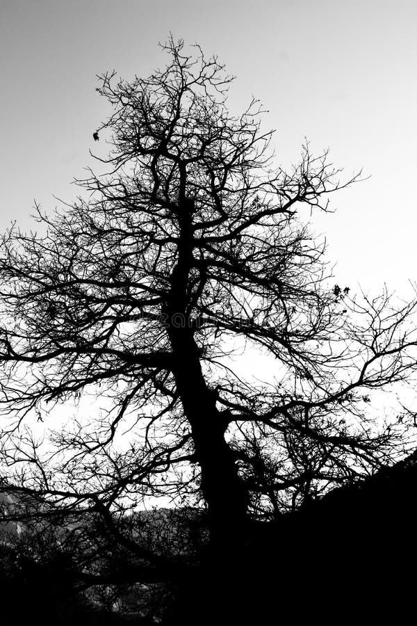 Tree in backlight stock image. Image of sketch, monochrome - 259158111