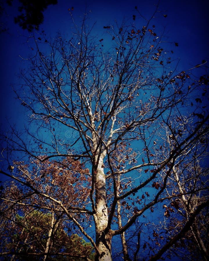 Large Tree in Autumn stock image. Image of tree, nature - 166139375