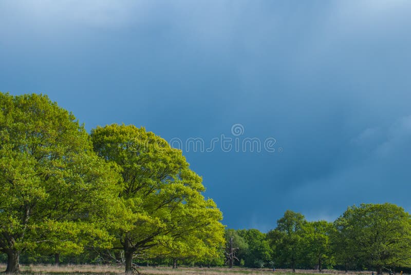 A Large Tree with a Backdrop of Sky in Richmond Park Stock Image ...
