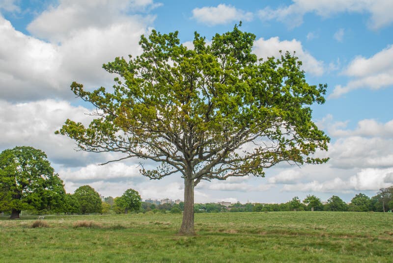 A Large Tree with a Backdrop of Sky in Richmond Park Stock Image ...