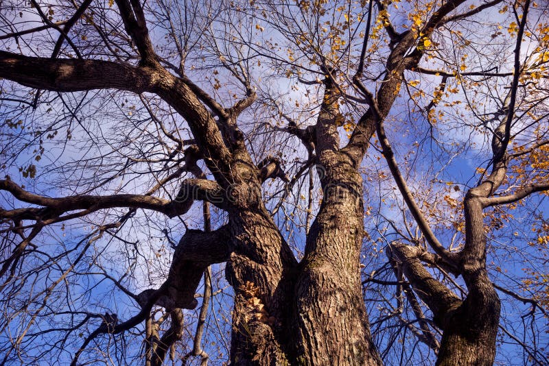 Large Tree with Bare Branches Stock Photo - Image of november, nature ...
