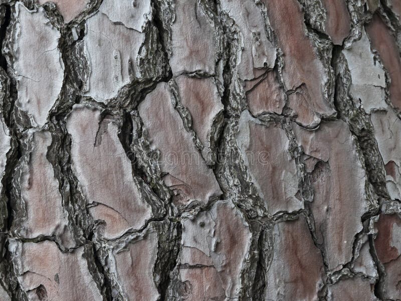 Large Tree Bark Background Texture, Close Up Stock Image - Image of ...