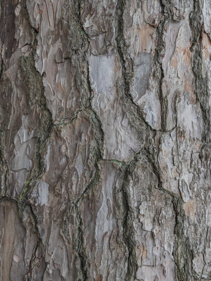 Large, Tree Bark Background Texture, Close Up Stock Image - Image of ...