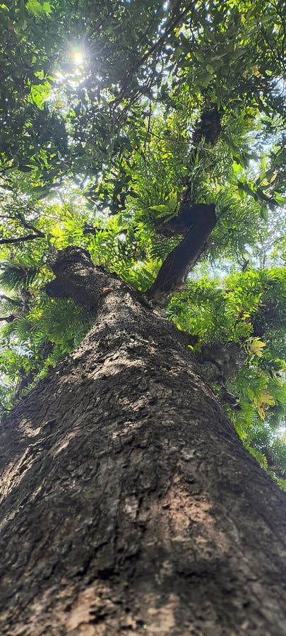 Large tree bark stock image. Image of geology, green - 377585043