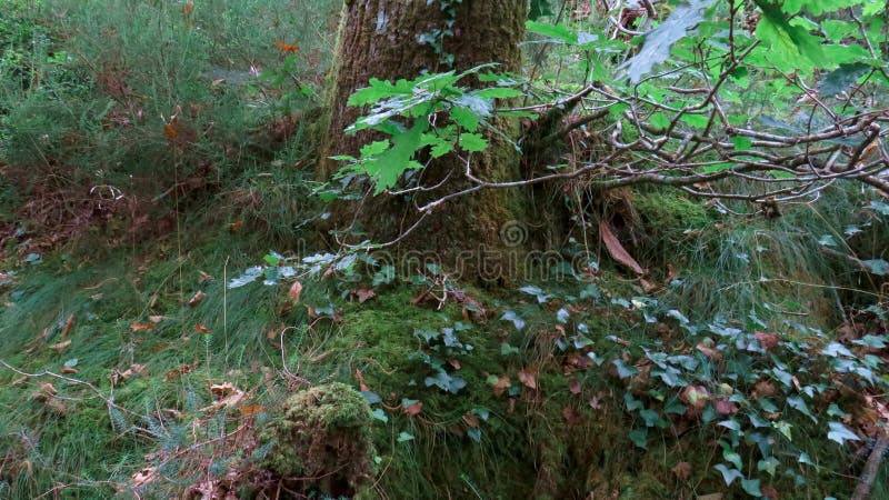Large Tree Base among Forest Vegetation Stock Image - Image of country ...