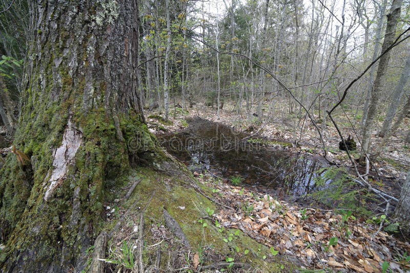 Large Tree Base stock image. Image of bark, huge, nature - 149739655