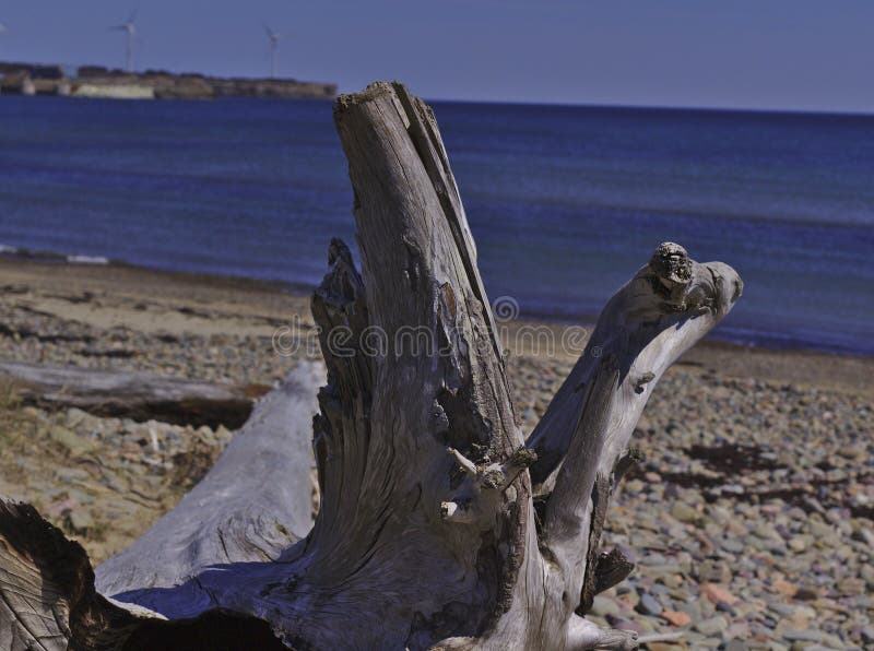 Large tree on beach 3519 stock photo. Image of brown - 144630632