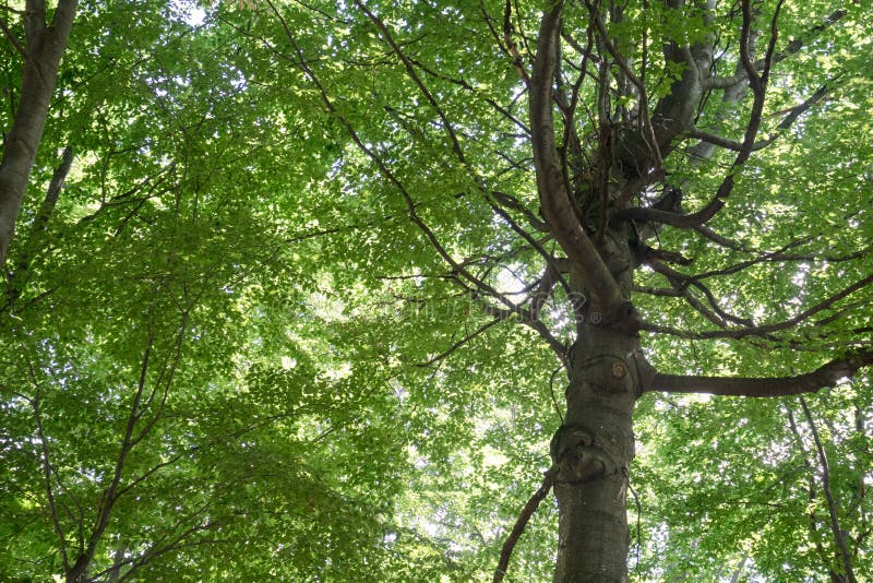 Large Tree with Beautiful Crown, Seen from Below, Many Branches Stock ...