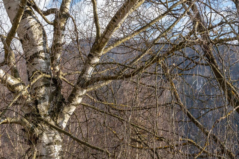 Large Tree with Beautiful Crown, Seen from Below, Many Branches Stock ...
