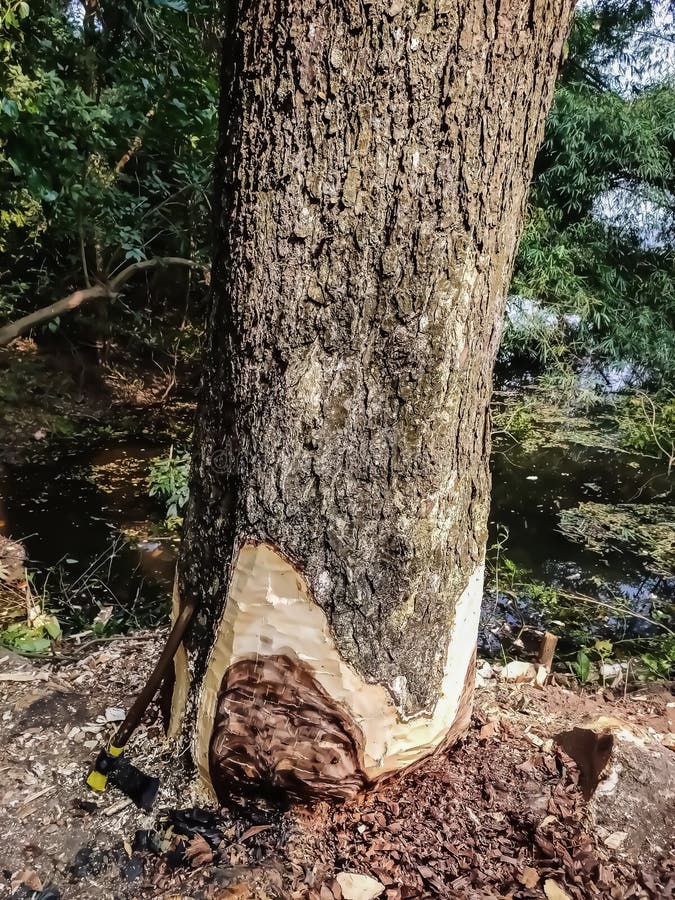 A Large Tree is Being Cut Down in the Morning Stock Photo - Image of ...