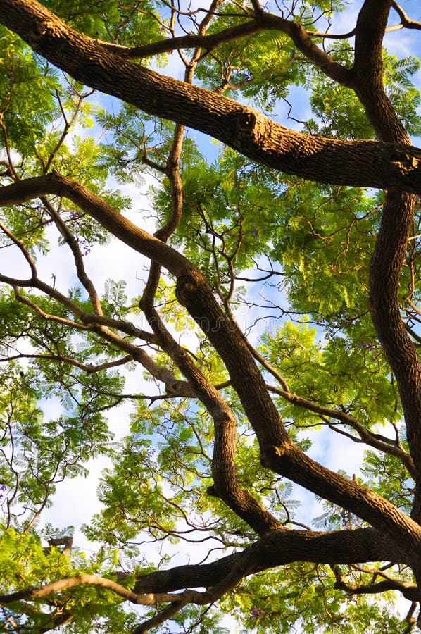 Large tree from below stock image. Image of australia - 38241959