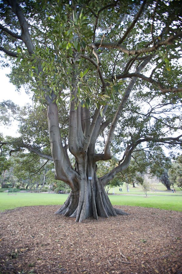 Large Tree in Botanical Garden, Sydney, Australia Stock Photo - Image ...