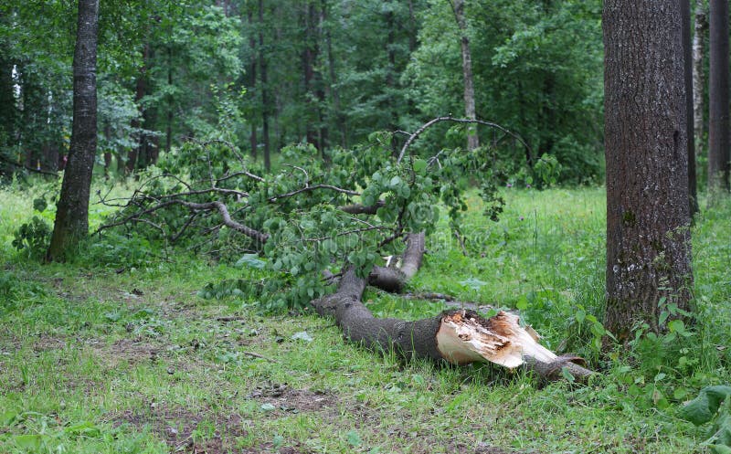 Large Tree Branch Broken by a Hurricane Lies on the Ground Stock Photo ...