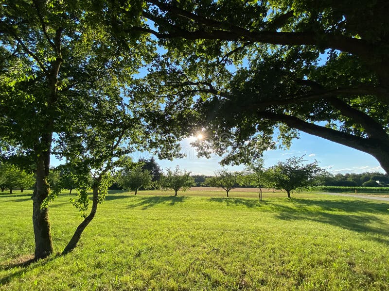 Large Tree with a Branch that is Casting a Shadow on the Ground Stock ...