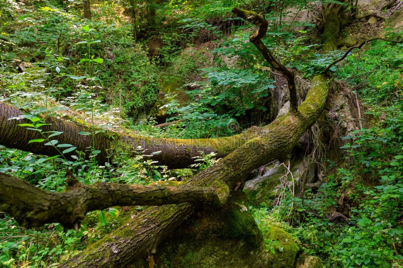 A Large Tree Branch is Covered in Moss and is Leaning Over a Stream ...