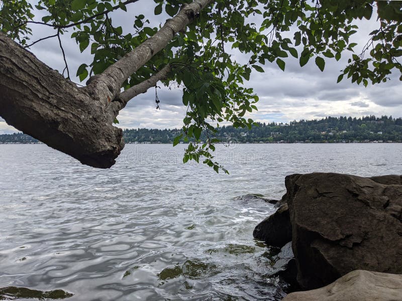 A Large Tree Branch Extending Out Over Smooth Lake Water on a Cloudy ...