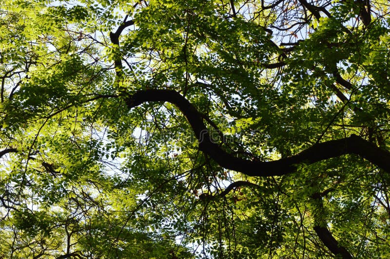 Large Tree Branch Full of Leaves Stock Image - Image of plant, sunlight ...