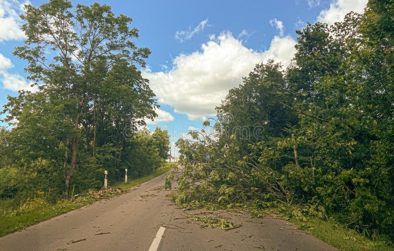 Fallen Limb Across Quiet Lane — Nature Reclaims the Path Stock Photo ...