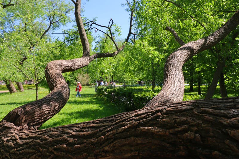 Large Tree with a Large Branch that Has Grown Off the Tree. the Branch ...