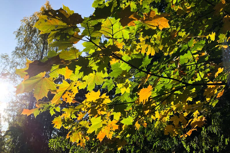 Large Tree Branch with Yellow and Green Maple Leaves, Autumn Stock ...