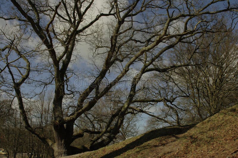 Large Tree Branches Against Sky Stock Image - Image of wilderness ...