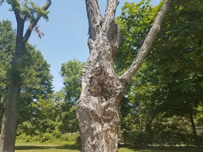 Large Tree with Broken Branch Stock Photo - Image of outdoor, sick ...