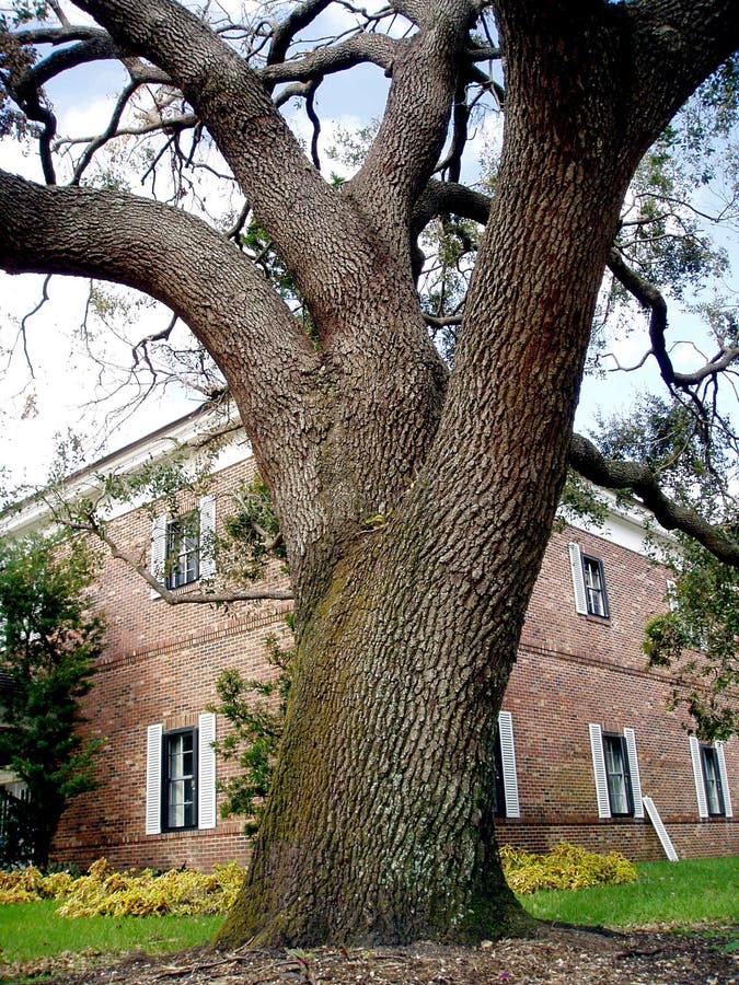 Large tree and building stock image. Image of tall, building - 355467