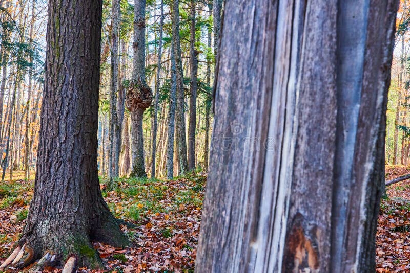 Large Tree Burr in Forest Viewed through Trees in Late Fall Stock Photo ...
