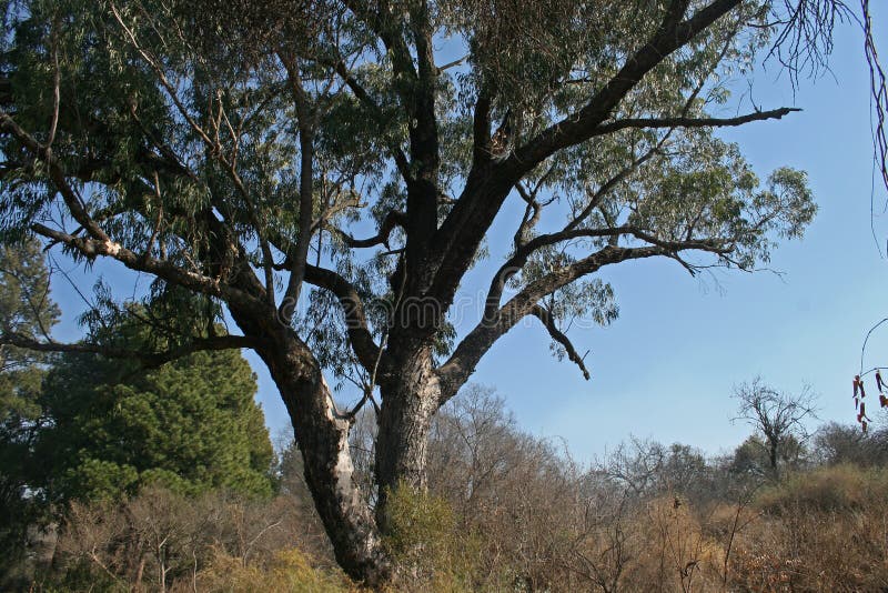 LARGE TREE in the BUSH stock photo. Image of view, eucalyptus - 97162822